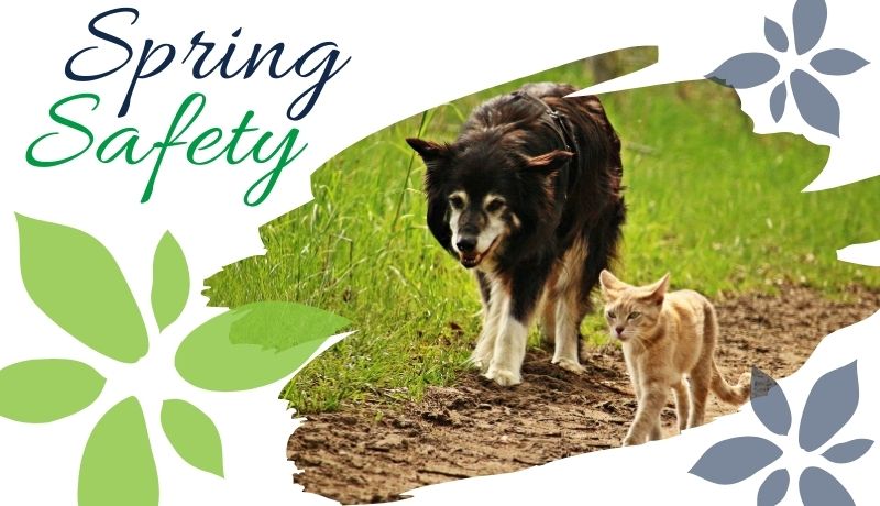 Springtime Pet Safety Tips | PureForm Pet Health