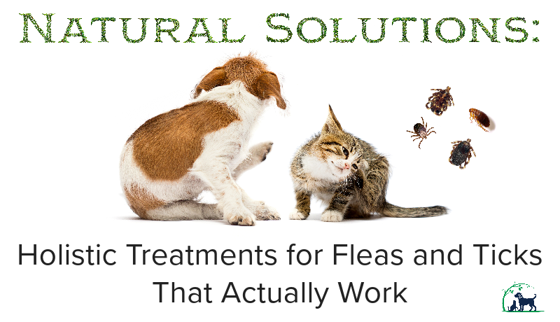 Natural Solutions: Holistic Treatments for Fleas and Ticks That Actual