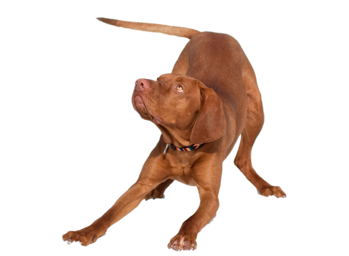Digestive Pet Supplements for Gut Health | PureForm Pet Health